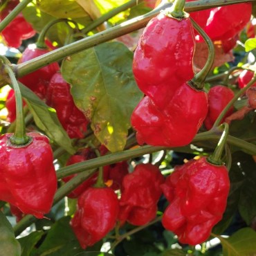 Vegetables from Barbados, Vegetables Originating from Barbados. Reimer ...