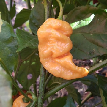 Hot Peppers from India, Hot Peppers Originating from India, Chili ...