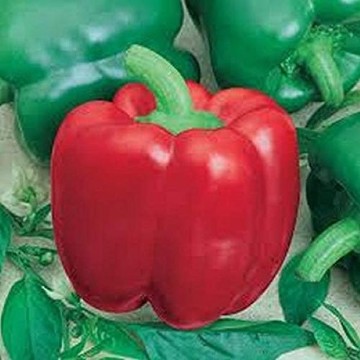 Bell Sweet Pepper, Bell Sweet Peppers, Bell Sweet Pepper Seeds, Sweet ...