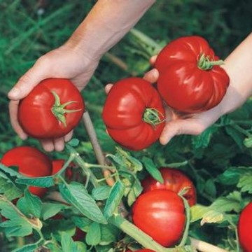 Goliath Series Tomato, Goliath Series Tomatoes, Goliath Series Tomato ...