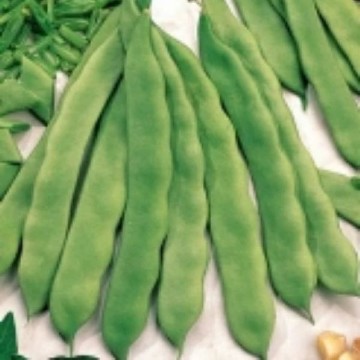 Romano Blend Beans, Romano Blend Bean Seeds. Reimer Seeds