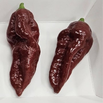Weird & Unusual Shaped Hot Peppers. Reimer Seeds