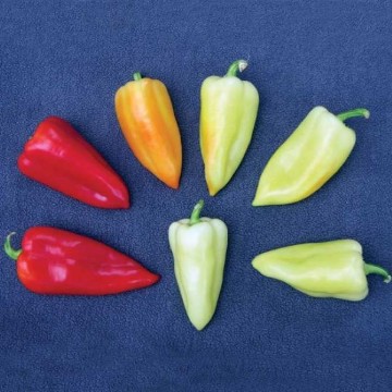 Sweet Pepper J. Reimer Seeds