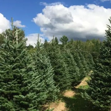 christmas trees, christmas tree seeds. Reimer Seeds