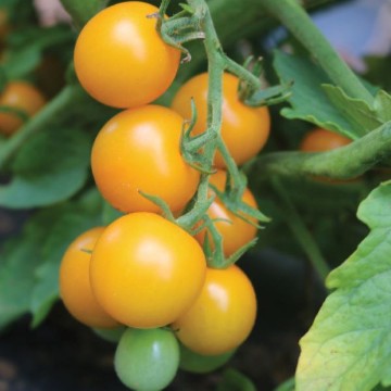 Orange Tomato, Orange Tomatoes, Orange Tomato Seeds. Reimer Seeds