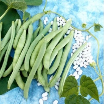 State Half Runner Beans, State Half Runner Bean Seeds. Reimer Seeds