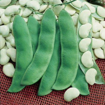 State Half Runner Beans, State Half Runner Bean Seeds. Reimer Seeds