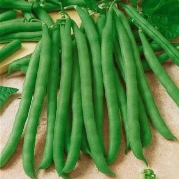Jade Beans, Jade Beans Seeds. Reimer Seeds