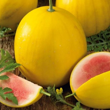 Ice Box Size Watermelons, Ice Box Size Watermelon Seeds. Reimer Seeds