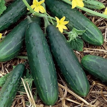 Slicing Cucumber, Slicing Cucumbers, Slicing Cucumber Seeds. Reimer Seeds
