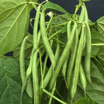 Special Sale Items. Reimer Seeds