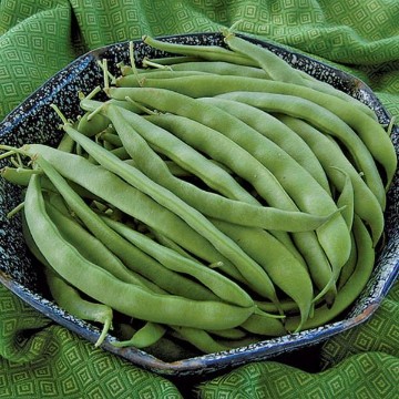 Bush Beans, Bush Bean Seeds. Reimer Seeds