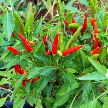 Container Hot Peppers, Hot Peppers Suitable for Containers. Reimer Seeds