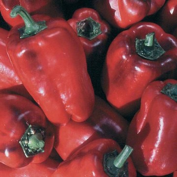 Sweet Pepper B. Reimer Seeds