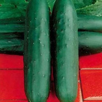 Slicing Cucumber, Slicing Cucumbers, Slicing Cucumber Seeds | Reimer Seeds