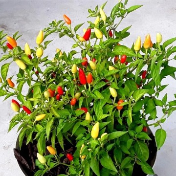 Tiny Hot Pepper Plants Less Than 12" Tall, Tiny Chili Pepper Plants ...