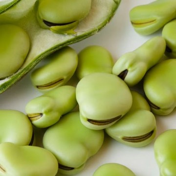Pole Beans, Pole Bean Seeds. Reimer Seeds