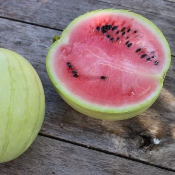 Ice Box Size Watermelons, Ice Box Size Watermelon Seeds. Reimer Seeds