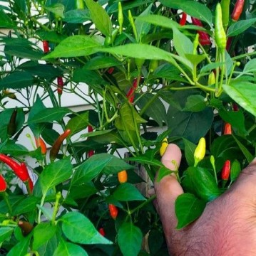 Vietnamese Pepper Plant