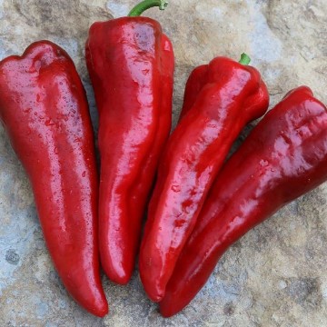 Sweet Peppers from Italy, Sweet Peppers Originating from Italy. Reimer ...