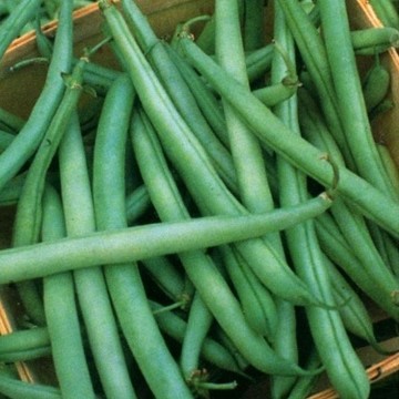 White Half Runner Beans, White Half Runner Bean Seeds. Reimer Seeds