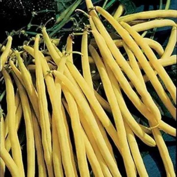 Romano Blend Beans, Romano Blend Bean Seeds. Reimer Seeds