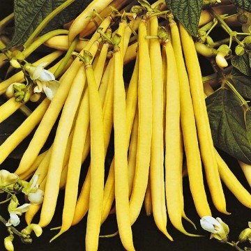 Bush Beans, Bush Bean Seeds. Reimer Seeds