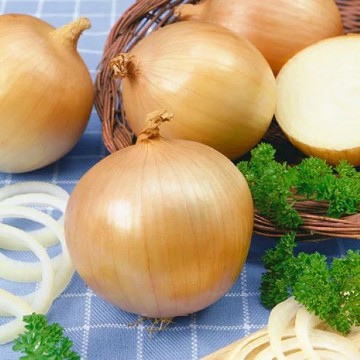 Yellow Onions, Yellow Onion Seeds. Reimer Seeds