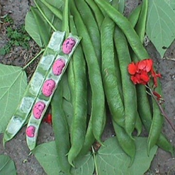 Runner Beans, Runner Bean Seeds | Reimer Seeds