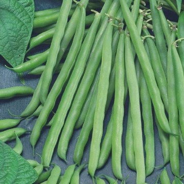 Bush Beans, Bush Bean Seeds. Reimer Seeds