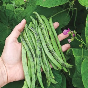 Pole Beans, Pole Bean Seeds. Reimer Seeds