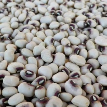 Cowpea, Cowpeas, Cowpea Seeds, Southern Pea, Southern Peas, Southern ...