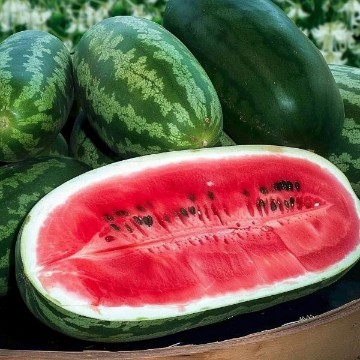 Red Flesh Watermelons, Red Flesh Watermelon Seeds. Reimer Seeds