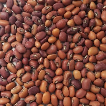 Cowpea, Cowpeas, Cowpea Seeds, Southern Pea, Southern Peas, Southern ...