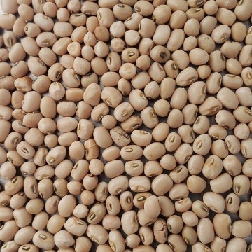 Cowpea, Cowpeas, Cowpea Seeds, Southern Pea, Southern Peas, Southern ...