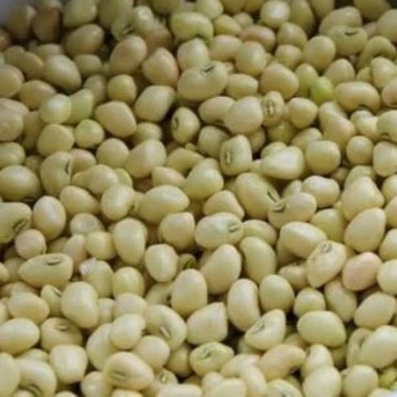 Willow Leaf Lima Beans, Willow Leaf Lima Bean Seeds, Willow Leaf Beans ...
