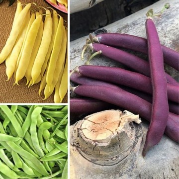 Pole Beans, Pole Bean Seeds. Reimer Seeds