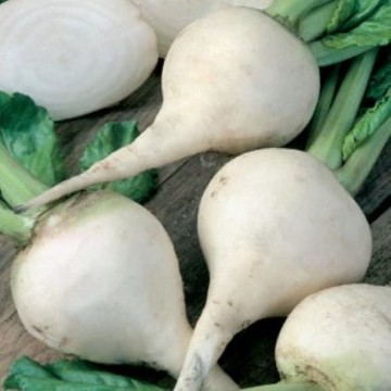 White Detroit Beets, White Detroit Beet Seeds. Reimer Seeds