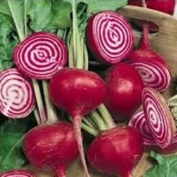 White Detroit Beets, White Detroit Beet Seeds. Reimer Seeds