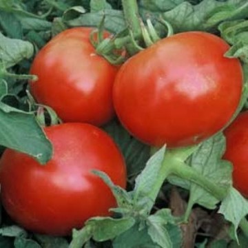 Tomato M. Reimer Seeds