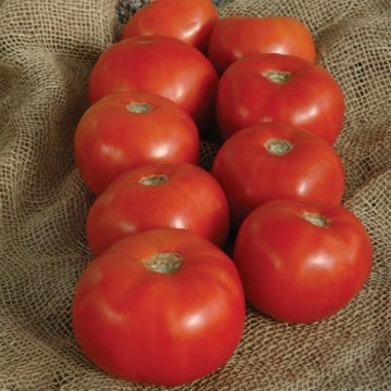 Mountain Series Tomato, Mountain Series Tomatoes, Mountain Series ...