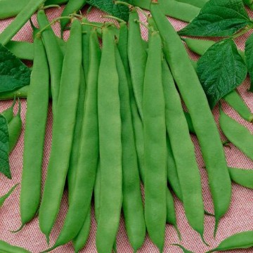 Pole Beans, Pole Bean Seeds. Reimer Seeds