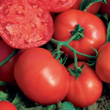 Tomato B. Reimer Seeds