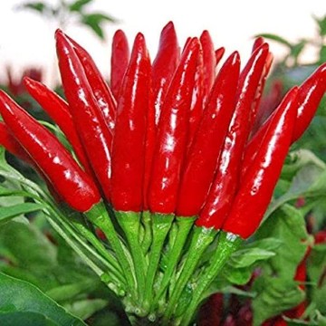 Hot Peppers J. Reimer Seeds