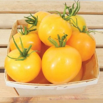 Tomato T | Reimer Seeds