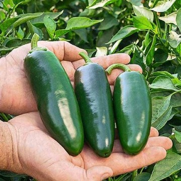 Jalapeno Hot Pepper, Jalapeno Hot Peppers, Jalapeno Hot Pepper Seeds ...