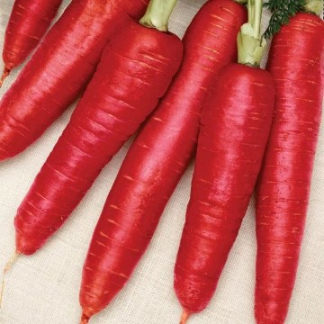 Red Carrots, Red Carrot Seeds. Reimer Seeds