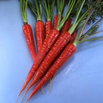 Red Carrots, Red Carrot Seeds. Reimer Seeds