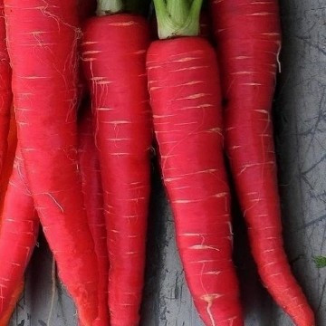 Red Carrots, Red Carrot Seeds. Reimer Seeds