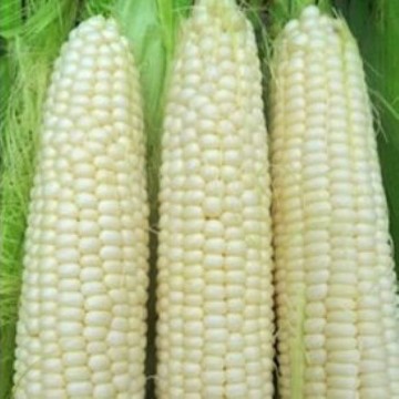 White Corn, White Corn Seeds. Reimer Seeds